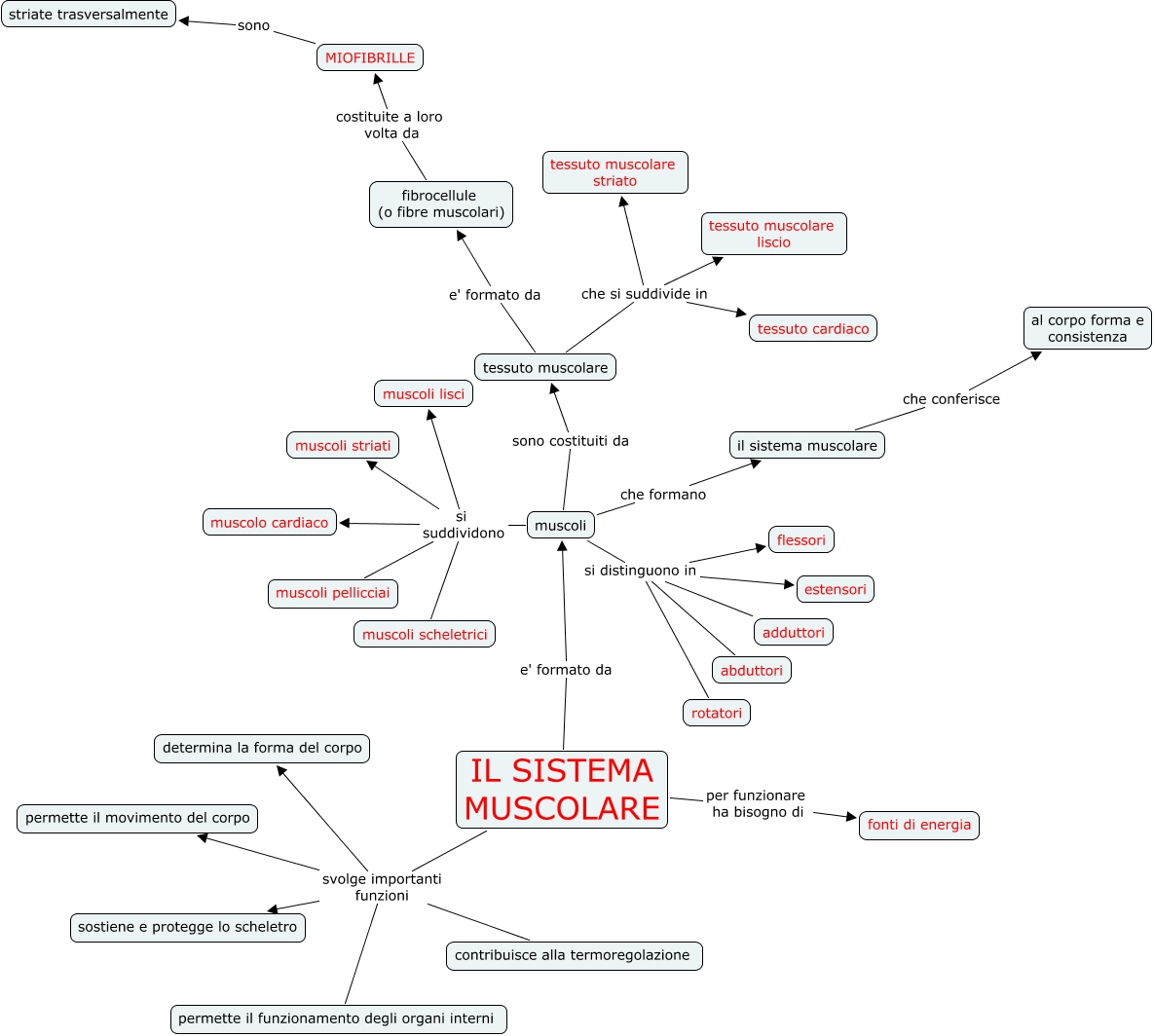 IL SISTEMA MUSCOLARE